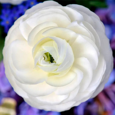 Renoncule des fleuristes blanche - bulbe | mesArbustes.com