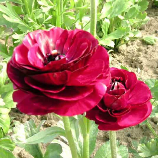 Renoncule des fleuristes pourpre - bulbe | mesArbustes.com