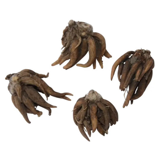Renoncule des fleuristes rose - bulbe | mesArbustes.com