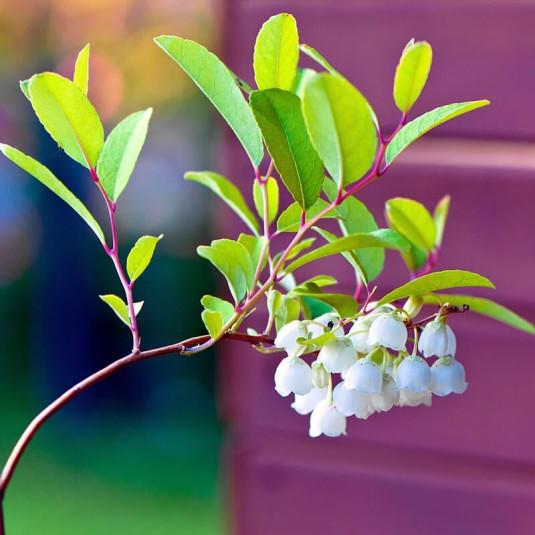 Zenobia pulverulenta 'Raspberry Ripple' - Acheter Muguet en arbre