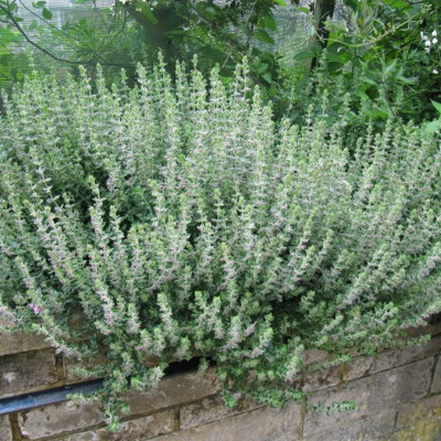 Germandrée petit-chêne 'Alba' - Vente Teucrium chamaedrys