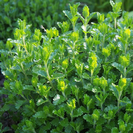 Germandrée petit-chêne 'Alba' - Vente Teucrium chamaedrys
