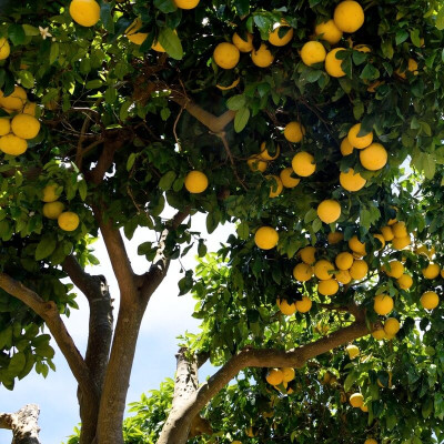 Citrumelo 'Sacaton' - Agrume hybride rustique | mesArbustes.com