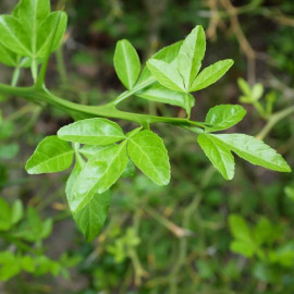 Citrumelo 'Swingle 4475' - Agrume hybride rustique | mesArbustes.com