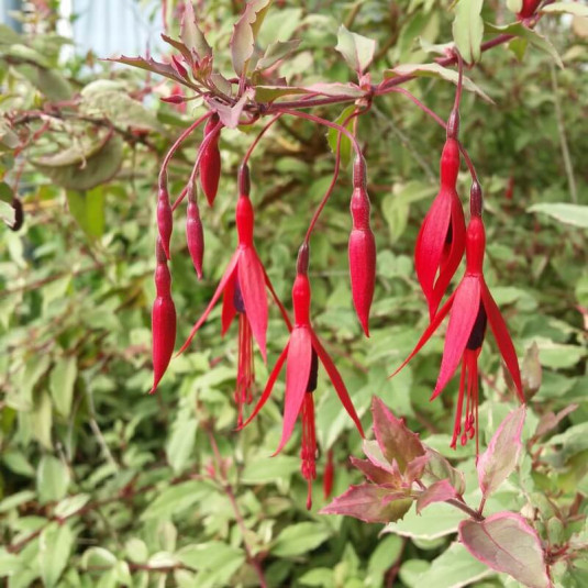 Fuchsia 'Versicolor' - Vente Fuschia de Magellan
