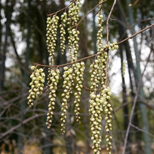 Stachyurus praecox - Stachyurus précoce