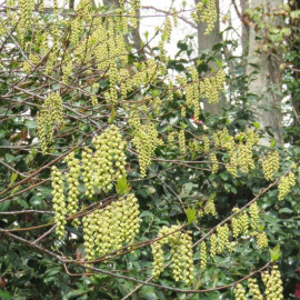 Stachyurus praecox - Stachyurus précoce