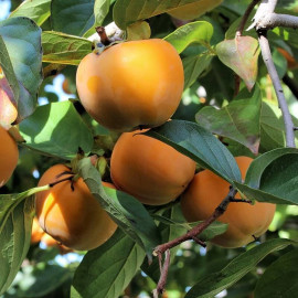 Diospyros Kaki 'Jiro' - Vente Kaki non astringent