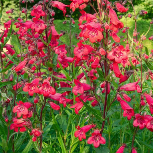 Penstemon 'Schoenholzeri' - Vente Galane rouge