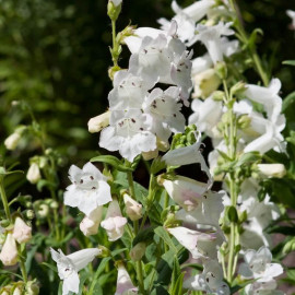 Penstemon 'White Bedder' - Vente Galane blanche