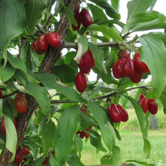 Cornus mas 'Paczoski' - Vente Cornouiller mâle 'Paczoski' à gros fruits ...