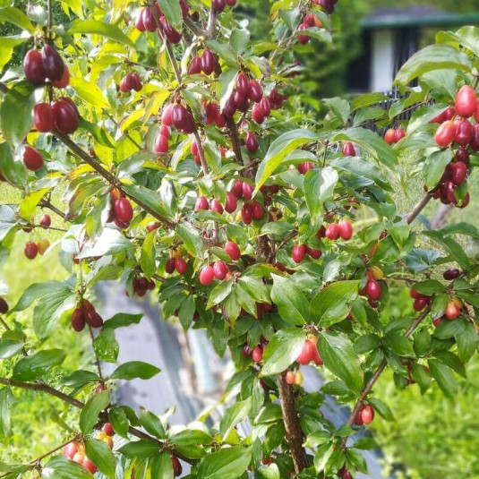 Cornus mas 'Radost' - Cornouiller mâle à gros fruits | mesArbustes.com