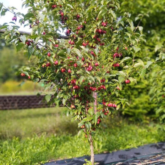 Cornus mas 'Radost' - Cornouiller mâle à gros fruits | mesArbustes.com