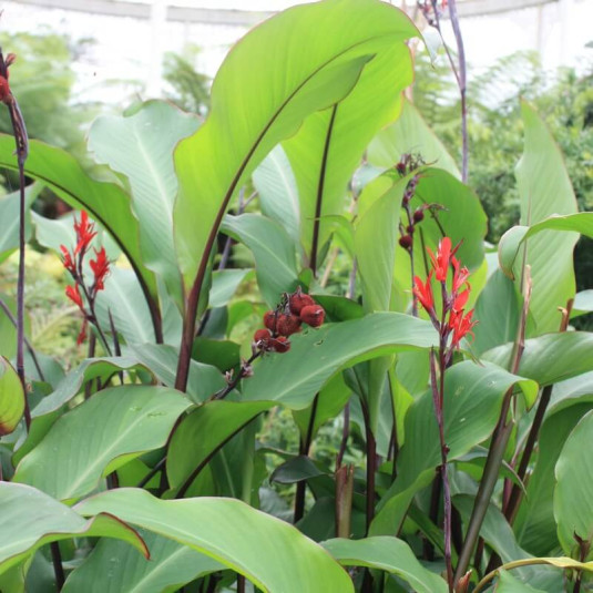 Canna edulis – Canna comestible | mesArbustes.com