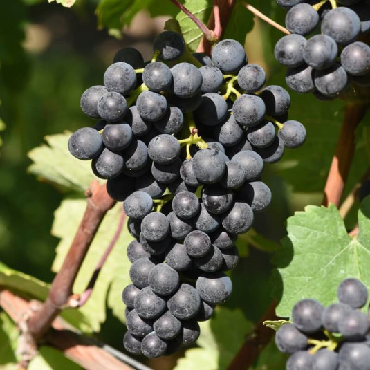 Vitis 'Muscat bleu' – Vigne résistante aux maladies