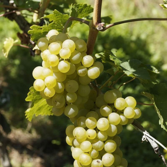 Vitis 'Muscat de Saint Vallier' - Vigne de table