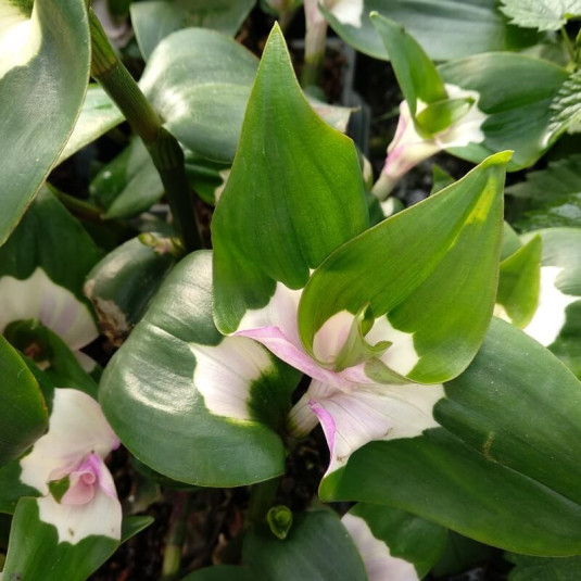 Tradescantia andersoniana 'Blushing Bride' - Vente Misère bicolore