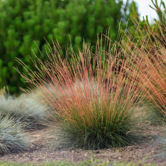 Fétuque 'Sunrise' - Vente Festuca glauca aux épis cuivrés