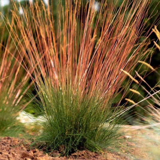 Fétuque 'Sunrise' - Vente Festuca glauca aux épis cuivrés