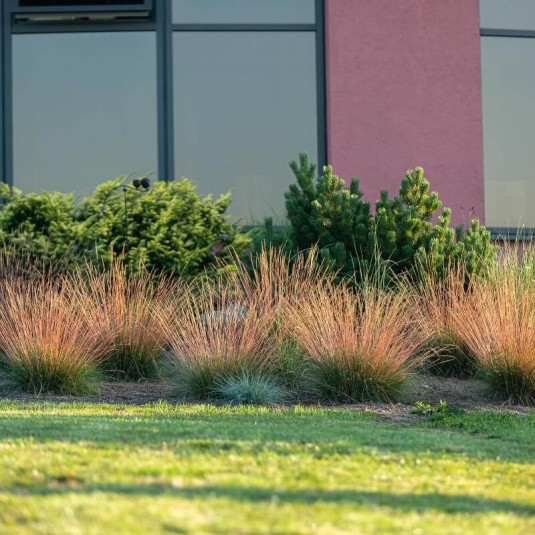 Fétuque 'Sunrise' - Vente Festuca glauca aux épis cuivrés