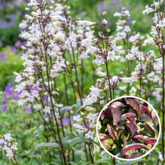 Penstemon digitalis 'Husker Red' - Vente Galane | mesArbustes.com