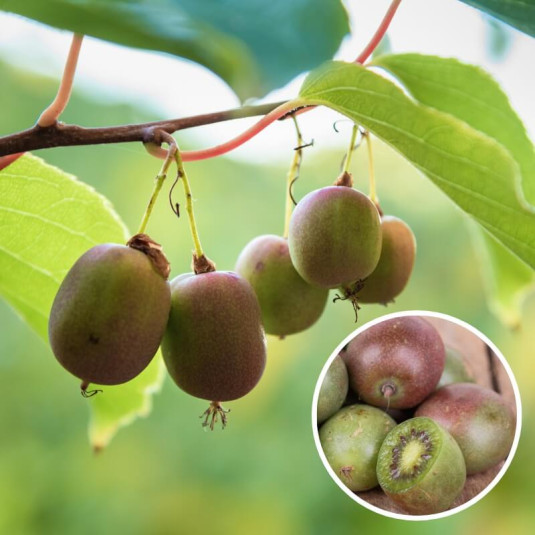 Kiwaï rouge à chair verte - Actinidia arguta 'Maki' - Mini kiwi