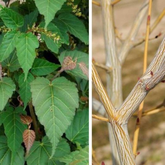 Acer davidii Viper® 'Mindavi' - Érable de David | mesArbustes.com