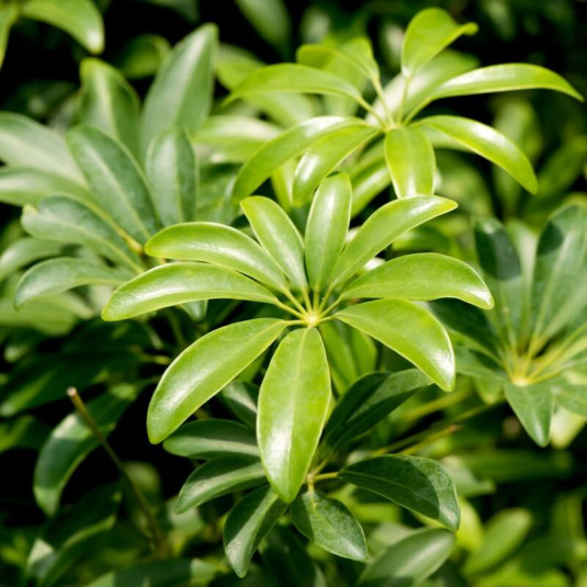 Schefflera Leucantha | mesArbustes.com