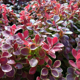 Berberis thunbergii 'Ruby Star' - Vente Epine-vinette naine
