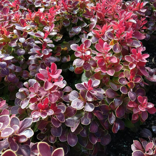 Berberis thunbergii 'Ruby Star' - Vente Epine-vinette naine