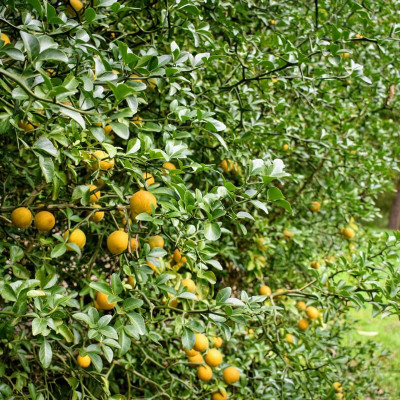Agrumes - Vente en ligne Arbustes Fruitiers pas chers