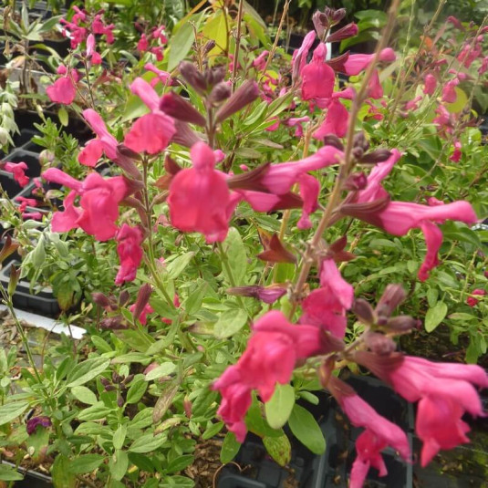 Salvia greggii Mirage® 'Hot Pink' - Vente plant de sauge arbustive rose