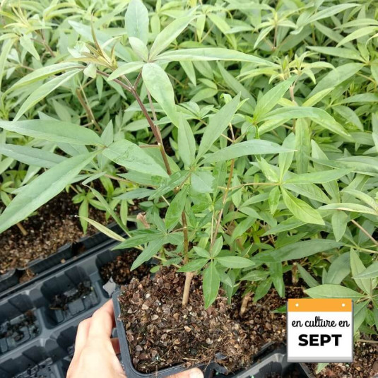 Vitex agnus-castus 'Rosea' - Vente Arbre au poivre - Gattilier rose