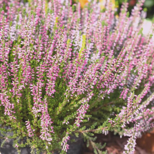 Vente Bruyère commune 'Marleen' - Brande à fleurs blanc-rose - Calluna ...