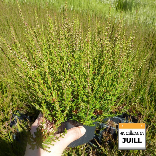 Vente Bruyère commune 'Marleen' - Brande à fleurs blanc-rose - Calluna ...