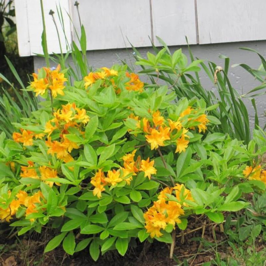 Rhododendron mollis 'Apricot Surprise' - Vente Azalée de Chine caduque ...