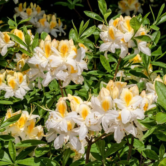 Rhododendron mollis 'Schneegold' - Vente Azalée de Chine caduque blanche