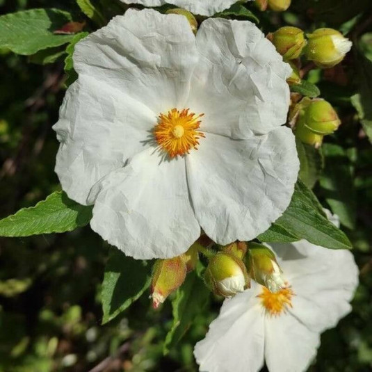 Ciste à grandes fleurs blanches - Vente Cistus x aguilarii