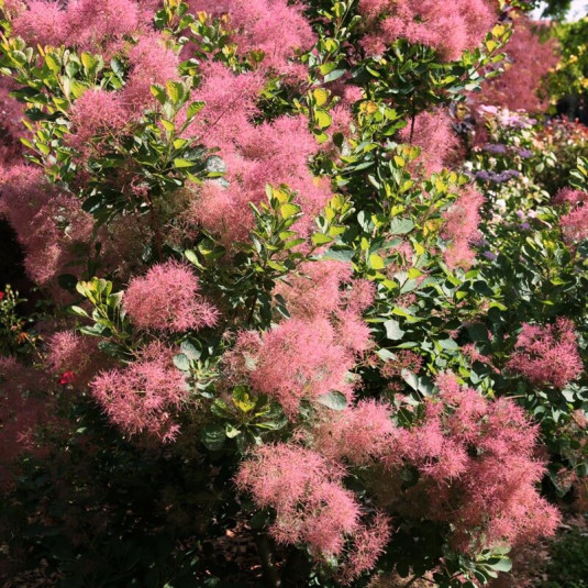 Arbre à perruques à floraison rose - Vente Cotinus coggygria 'Smokey Joe'