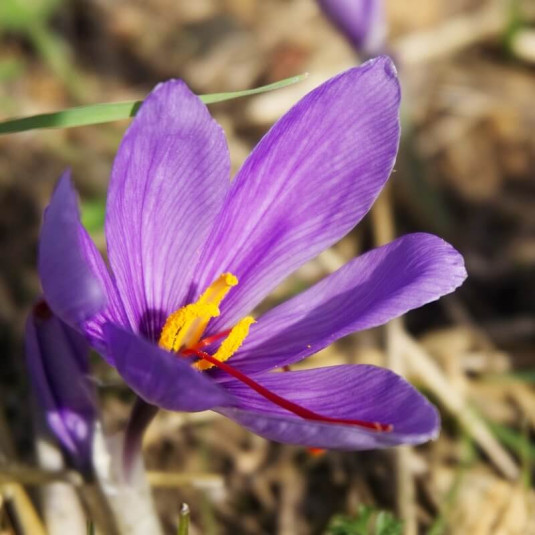 Crocus à safran - Crocus sativus | mesArbustes.com