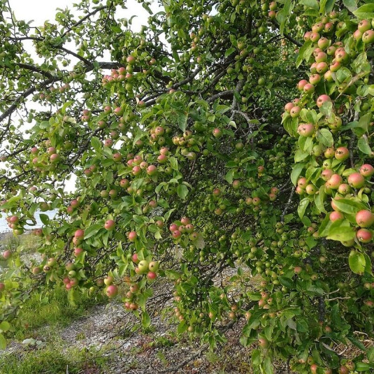 Malus sylvestris - Pommier sauvage - Pommier des bois | mesArbustes.com