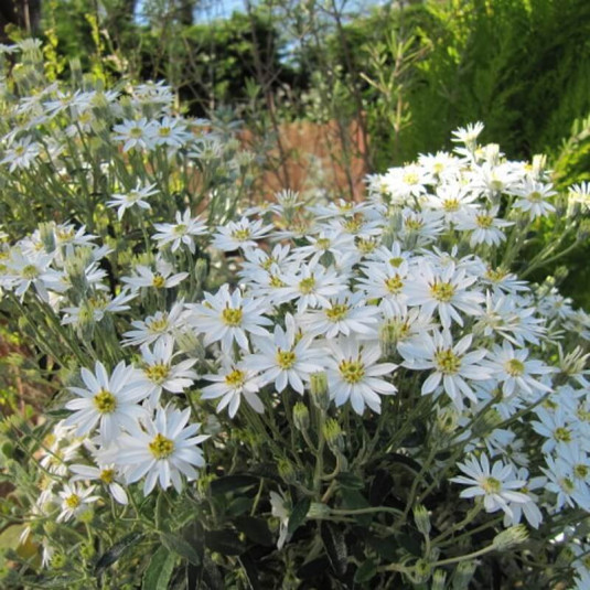 Olearia x scilloniensis - Paquerette en arbuste | mesArbustes.com