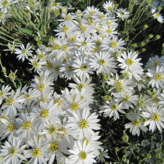Olearia x scilloniensis - Paquerette en arbuste | mesArbustes.com