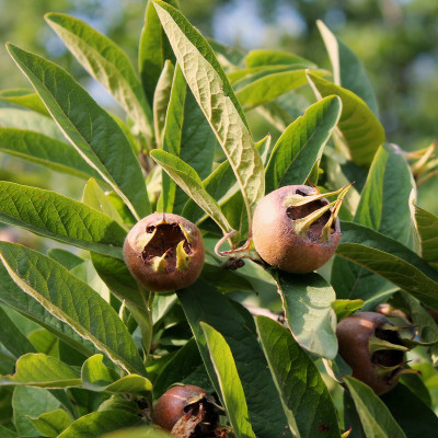 Mespilus germanica en racines nues - Vente Néflier commun