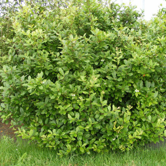 Mespilus germanica en racines nues - Vente Néflier commun