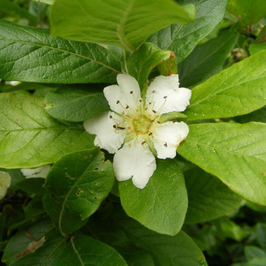 Mespilus germanica - Vente Néflier commun