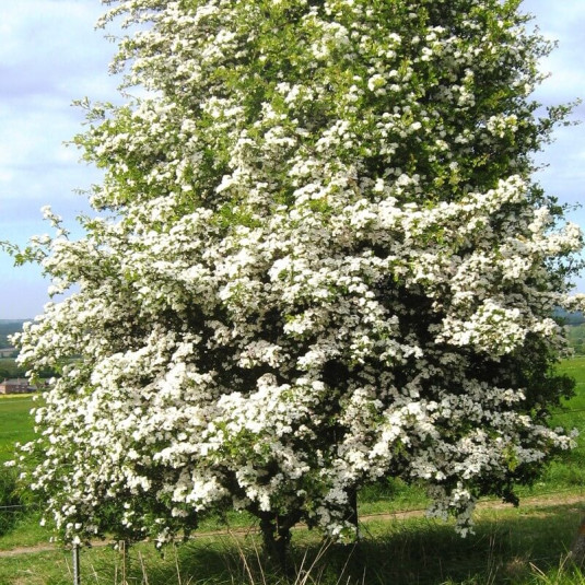 Épine blanche - Vente Crataegus monogyna | mesArbustes.com