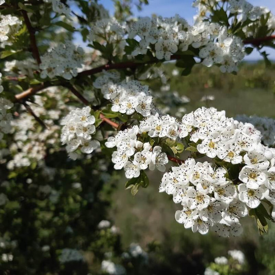 Épine blanche - Vente Crataegus monogyna | mesArbustes.com