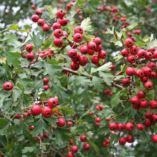 Épine blanche - Vente Crataegus monogyna | mesArbustes.com