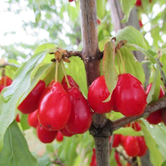 Cornus mas 'Bylda' - Cornouiller mâle à gros fruits | mesArbustes.com